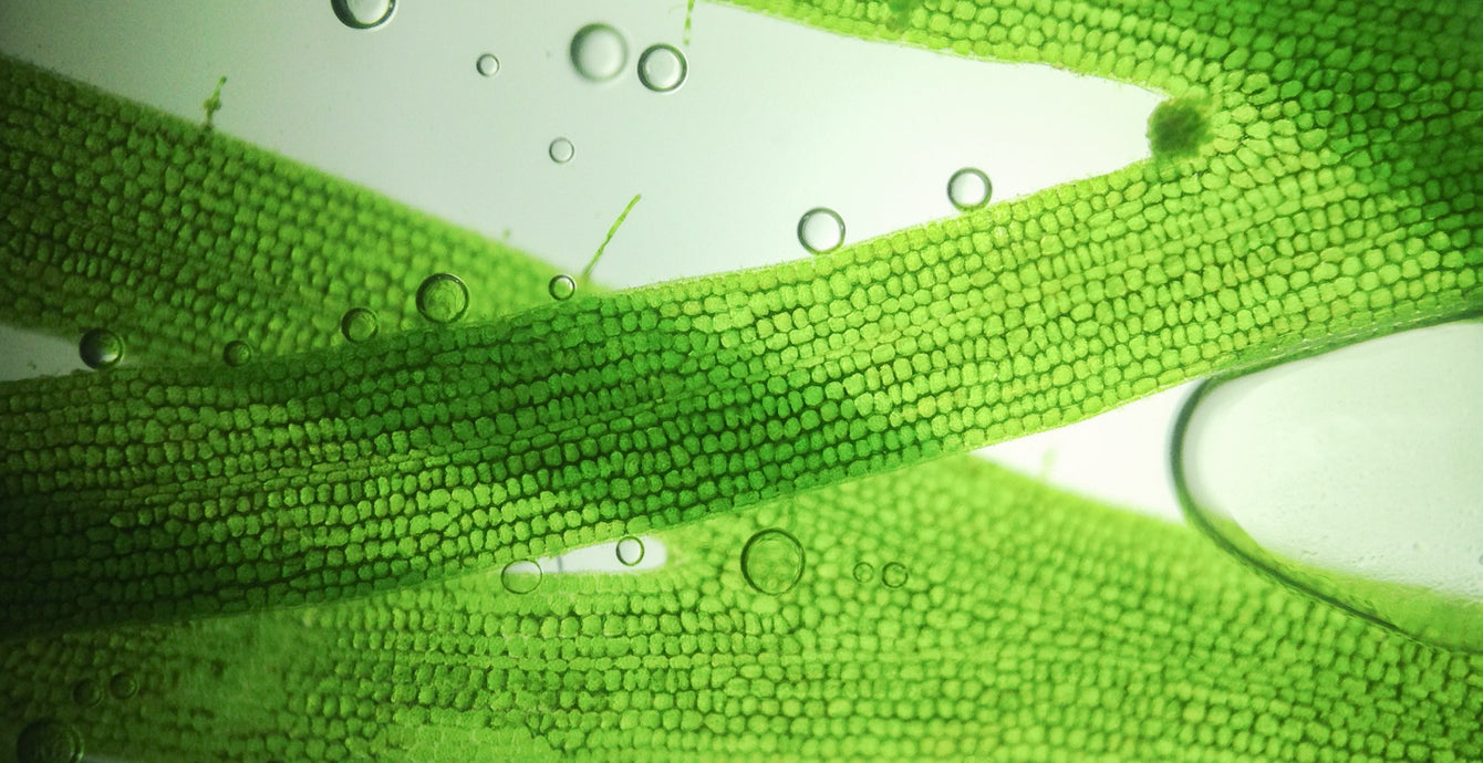 6 Mind-Blowing Facts About Algae (You Probably Didn’t Know) – New Earth ...